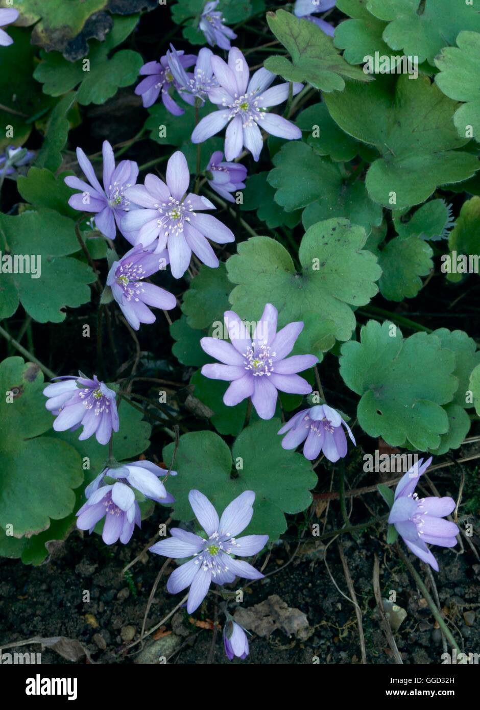 Hepatica hi-res stock photography and images - Alamy