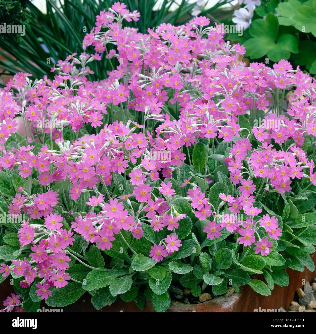 Primula frondosa ALP024801 Stock Photo - Alamy