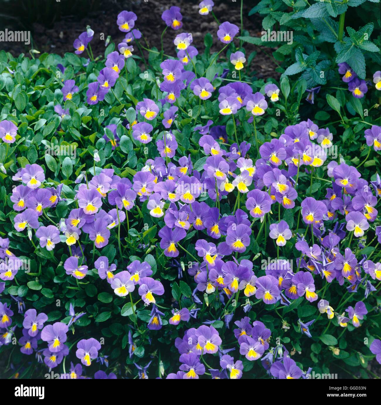 Viola ardross gem hi-res stock photography and images - Alamy