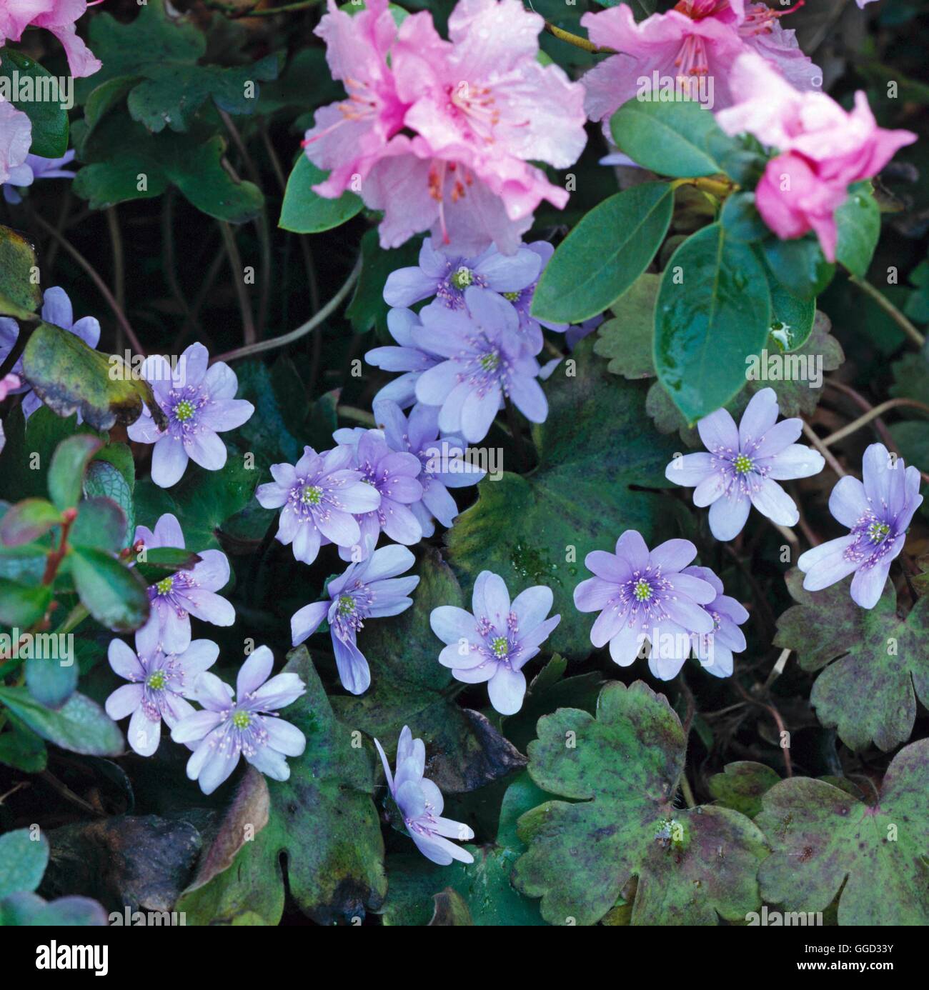 Hepatica transsilvanica ‘loddon blue’ hi-res stock photography and ...