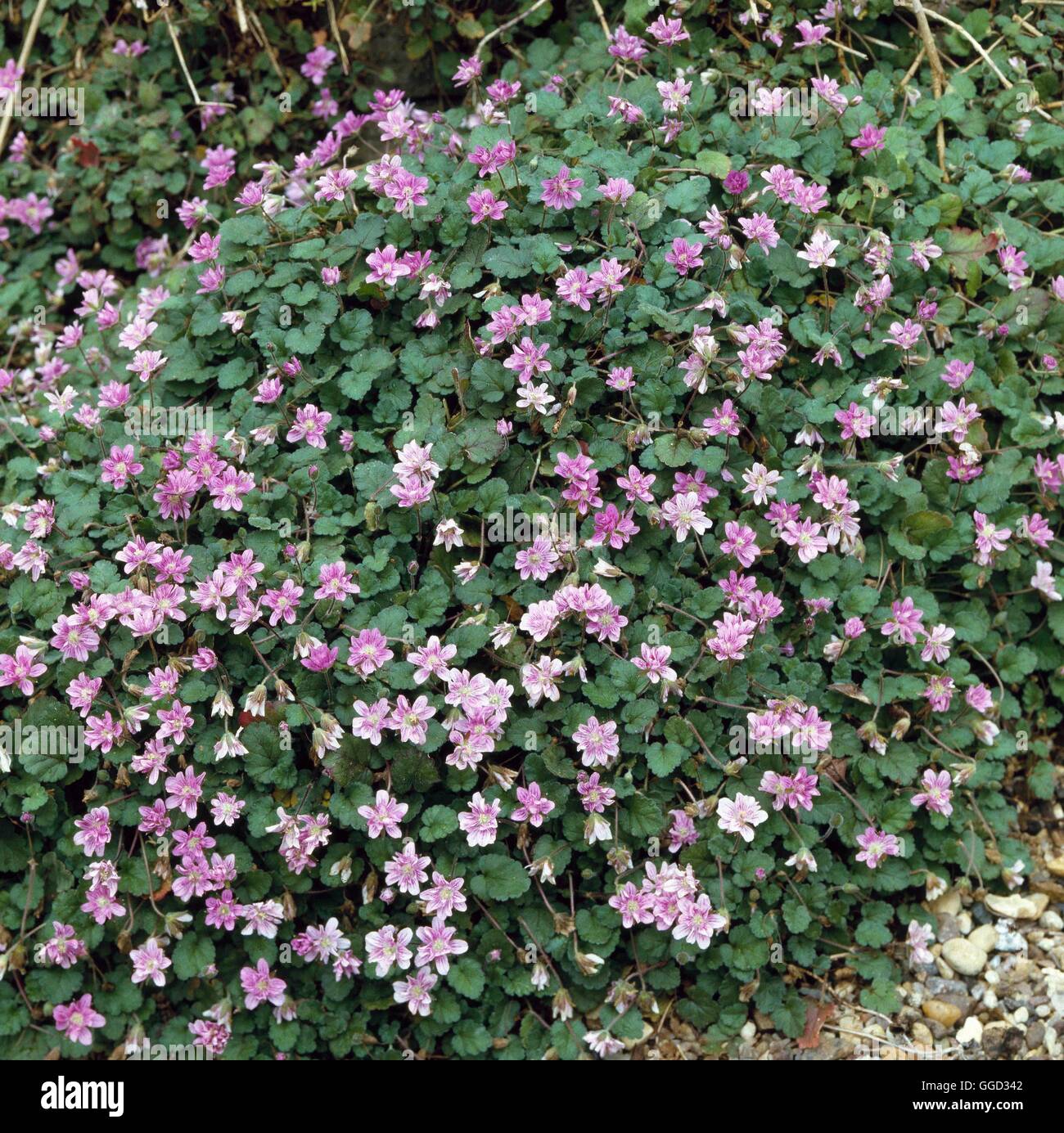 Erodium x variabile - `Flora Pleno' ALP027956 Stock Photo - Alamy