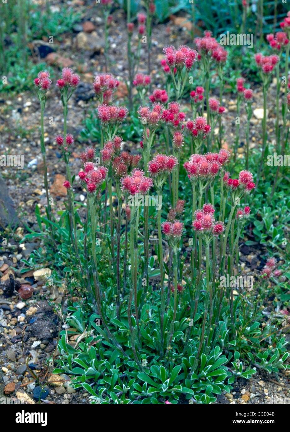 Antennaria dioica - `Rubra' ALP032442 Stock Photo - Alamy