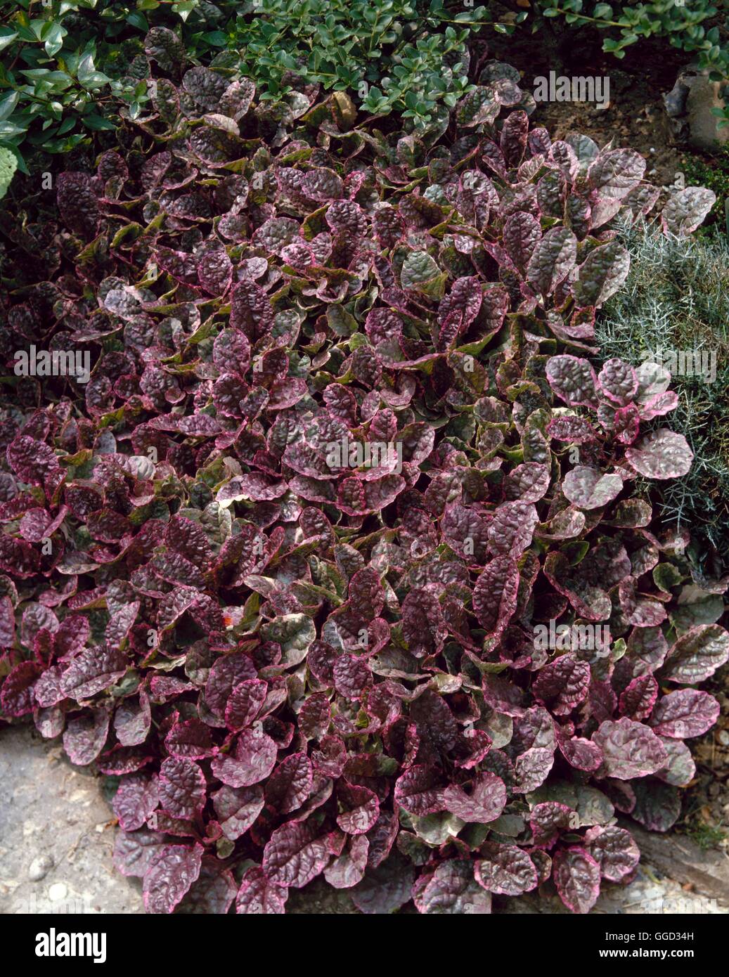 Ajuga reptans - `Burgundy Glow' ALP033449 Stock Photo - Alamy
