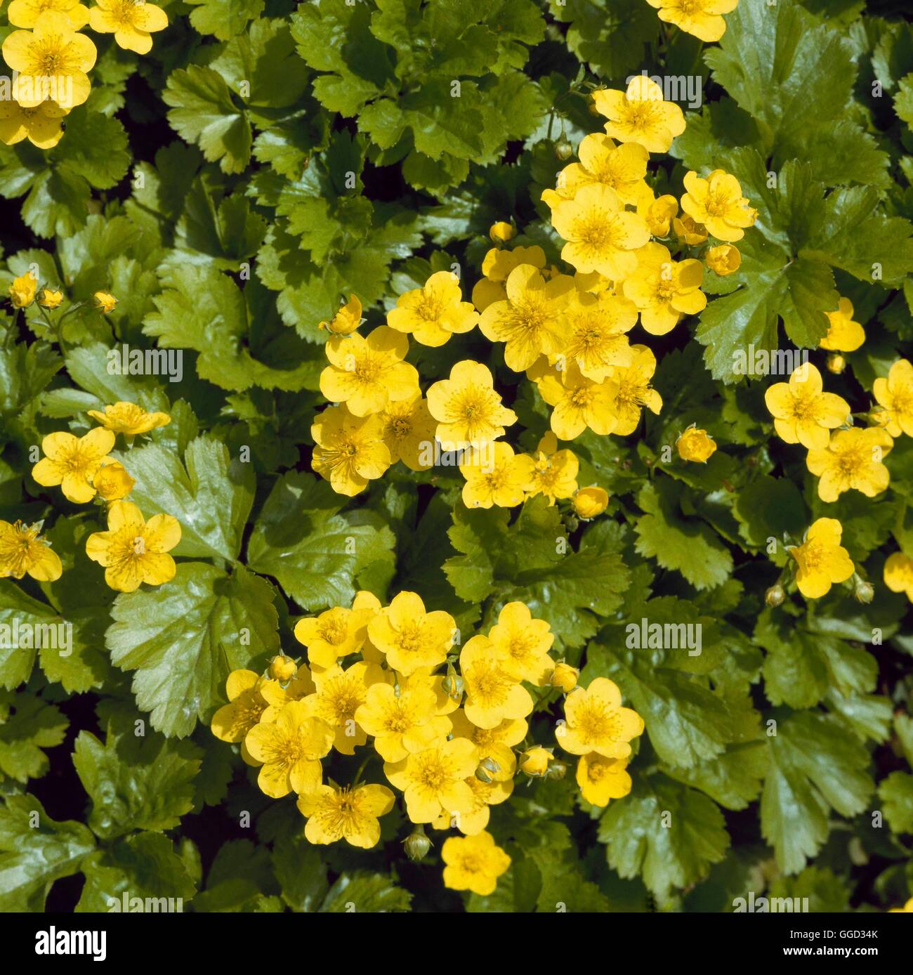 Waldsteinia ternata hi-res stock photography and images - Alamy