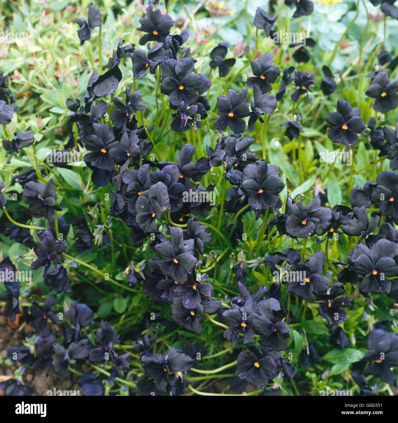 Viola molly sanderson hi-res stock photography and images - Alamy
