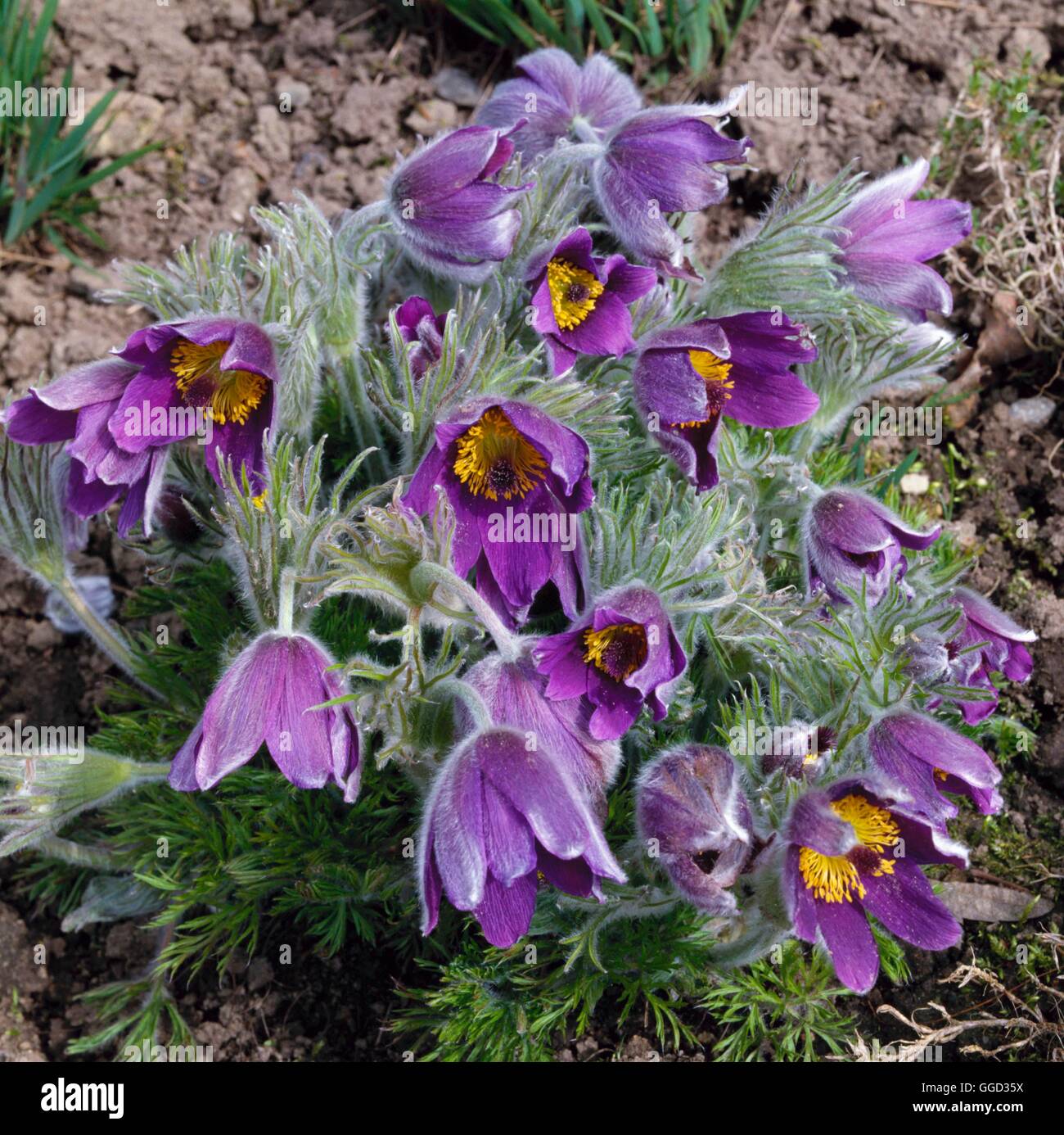 Pulsatilla vulgaris AGM - Pasque Flower ALP040340 Stock Photo - Alamy