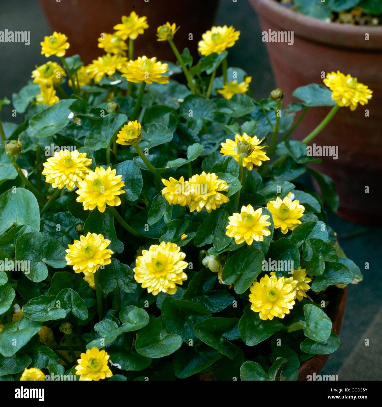 Ranunculus ficaria - flore-pleno ALP040368 Stock Photo - Alamy