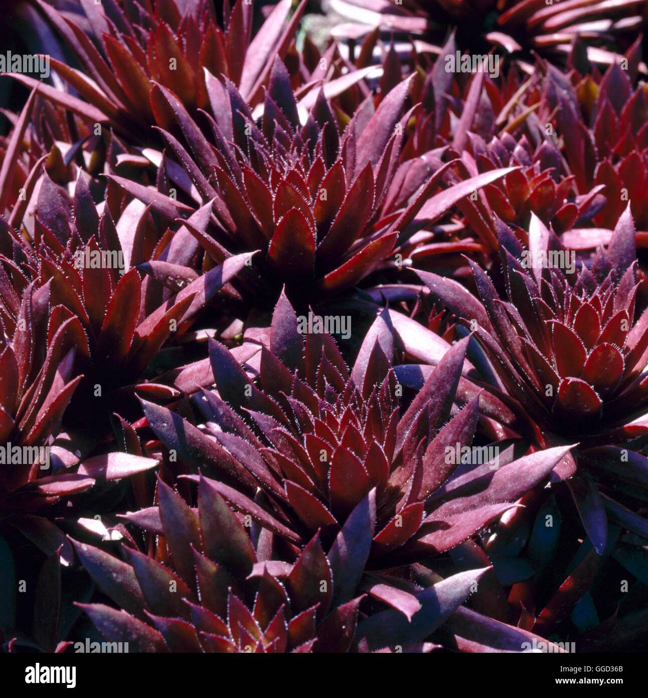 Sempervivum - `Royal Ruby' ALP041541 Stock Photo - Alamy