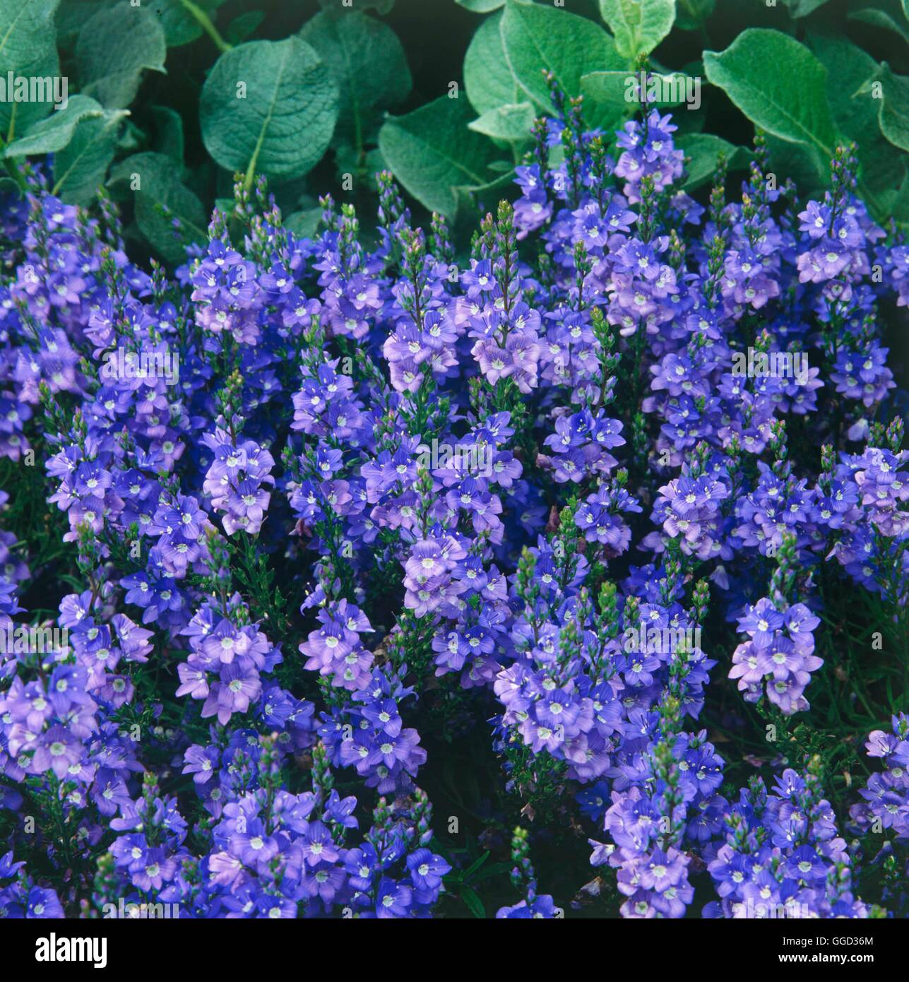 Veronica prostrata AGM - (Syn V. rupestris) ALP042682 Stock Photo - Alamy