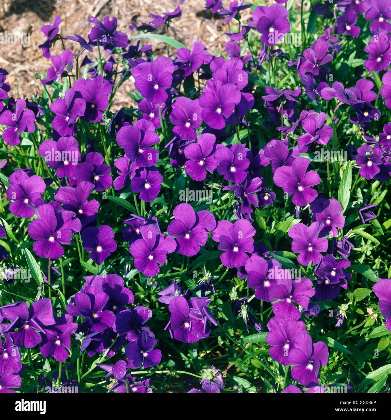 Viola - `Huntercombe Purple' AGM ALP042725 Stock Photo - Alamy