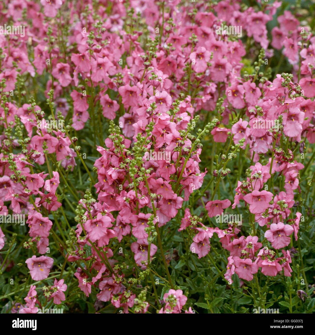 Diascia ruby field hi-res stock photography and images - Alamy