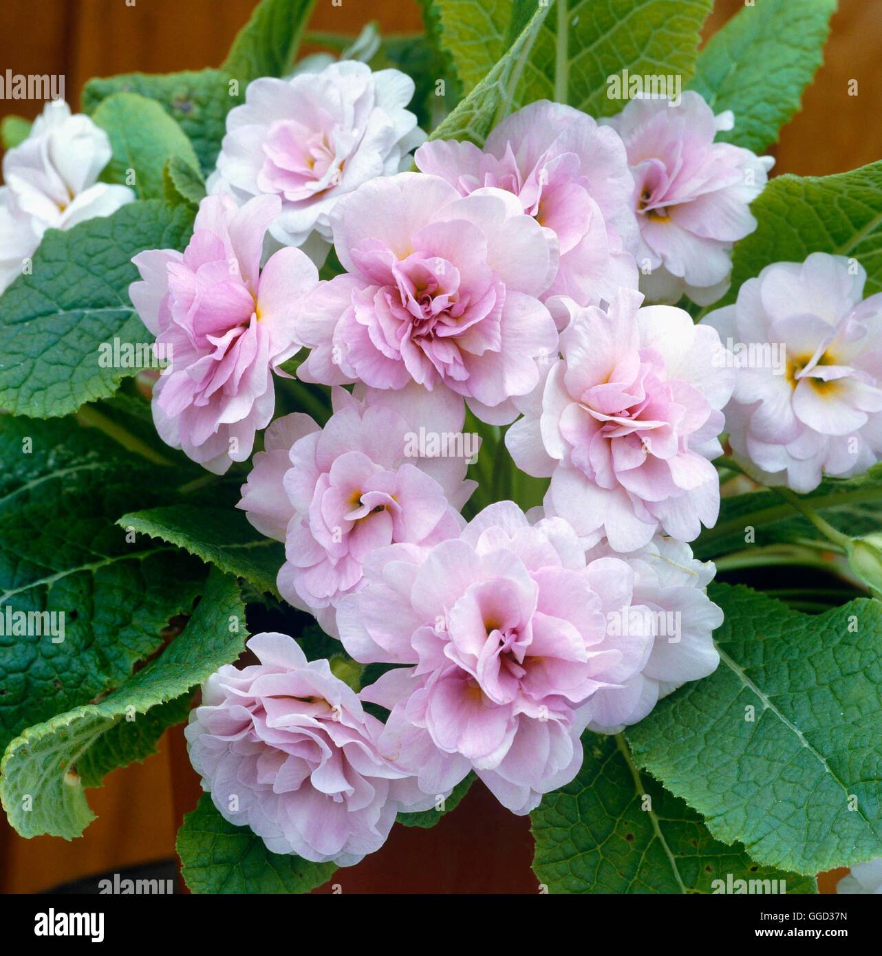 Double Primrose Stock Photos & Double Primrose Stock Images - Alamy