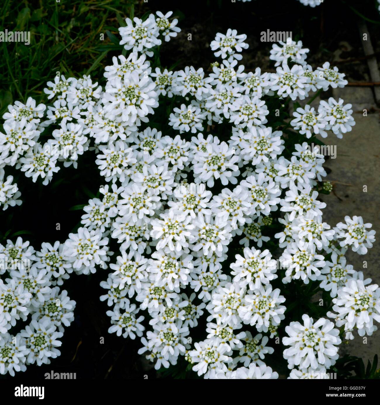 White iberis sempervirens hi-res stock photography and images - Alamy