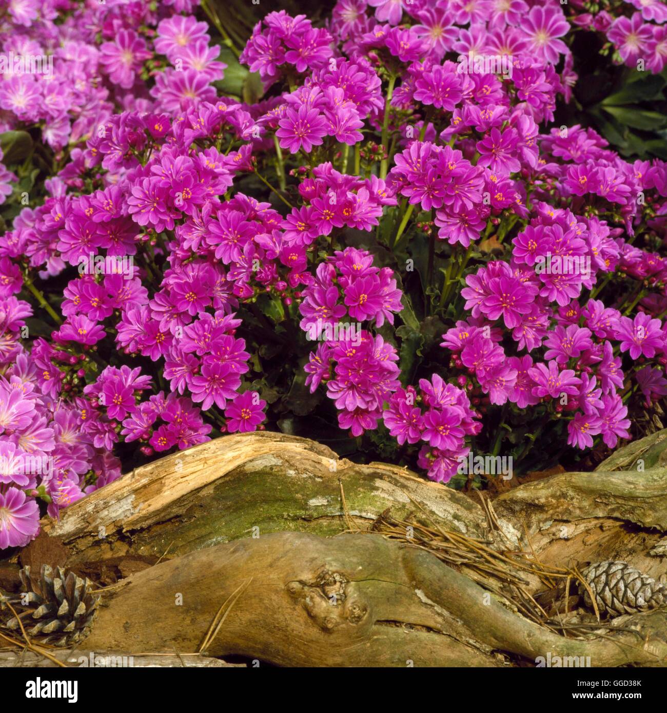 Lewisia cotyledon - magenta strain ALP061602 Stock Photo - Alamy
