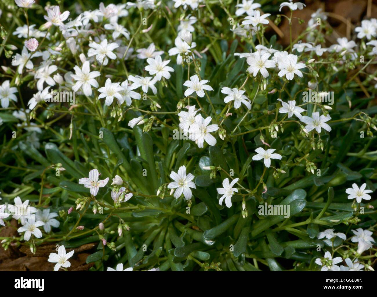 Lewisia columbiana ALP061605 Stock Photo - Alamy