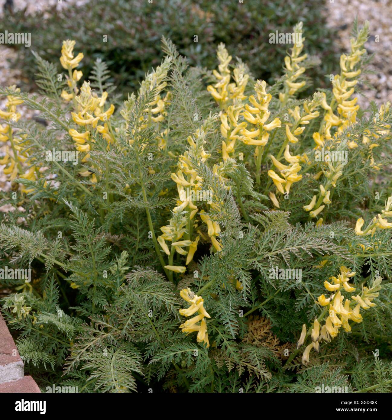 Corydalis cheilanthifolia ALP066234 Stock Photo - Alamy