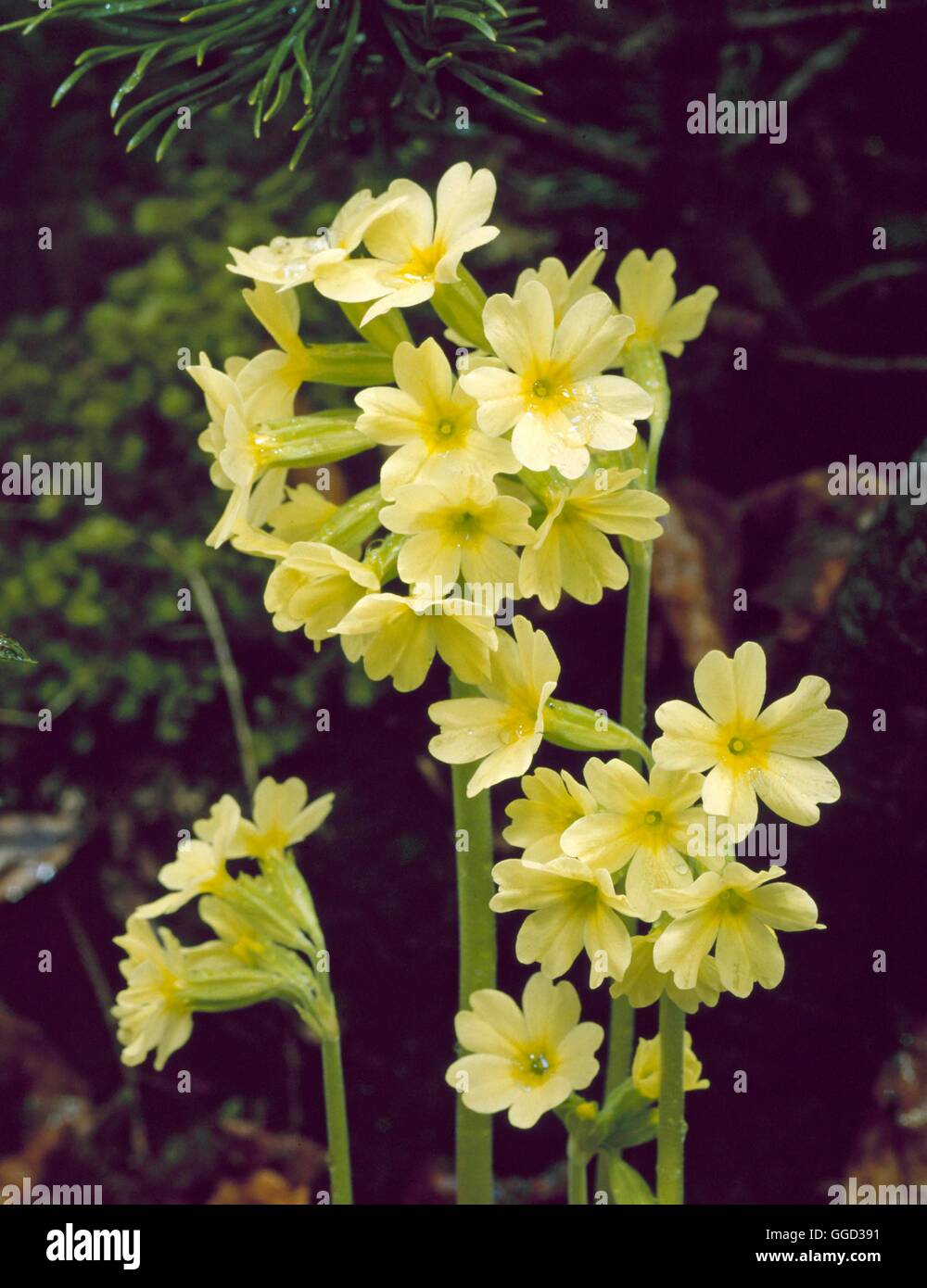 Primula elatior AGM ALP068760 Stock Photo - Alamy