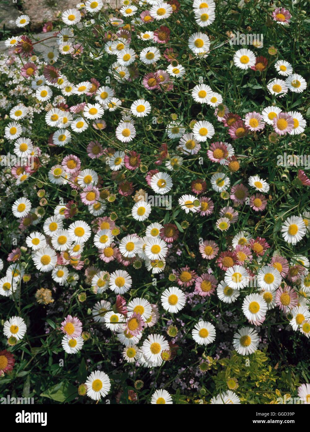 Erigeron hi-res stock photography and images - Alamy