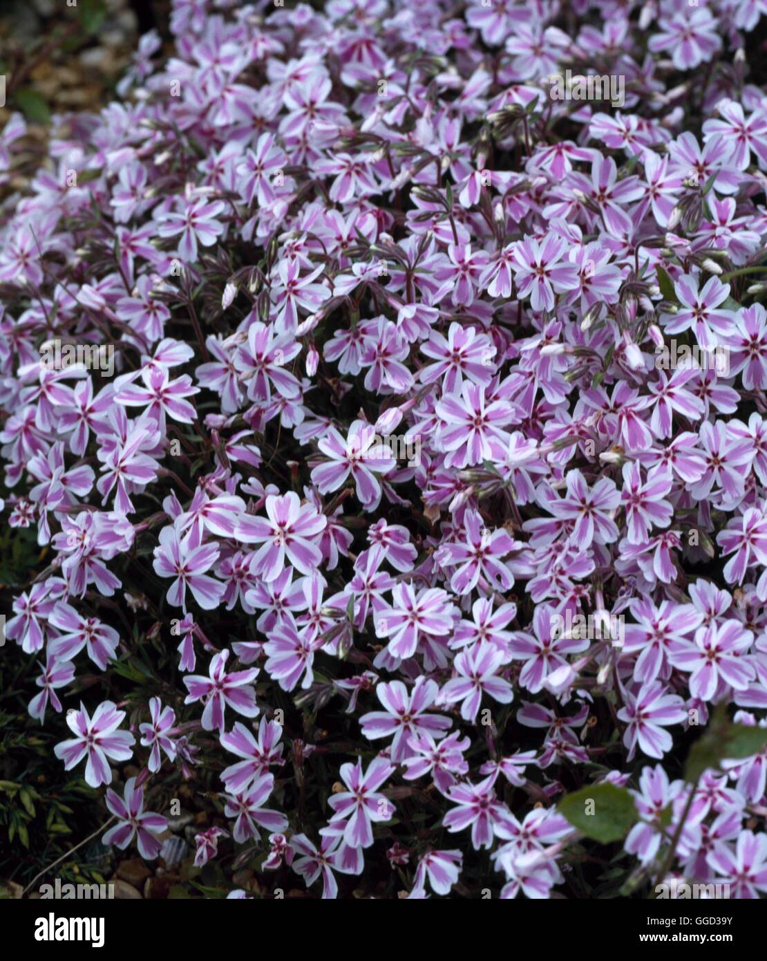 Alpine phlox candy stripe hi-res stock photography and images - Alamy