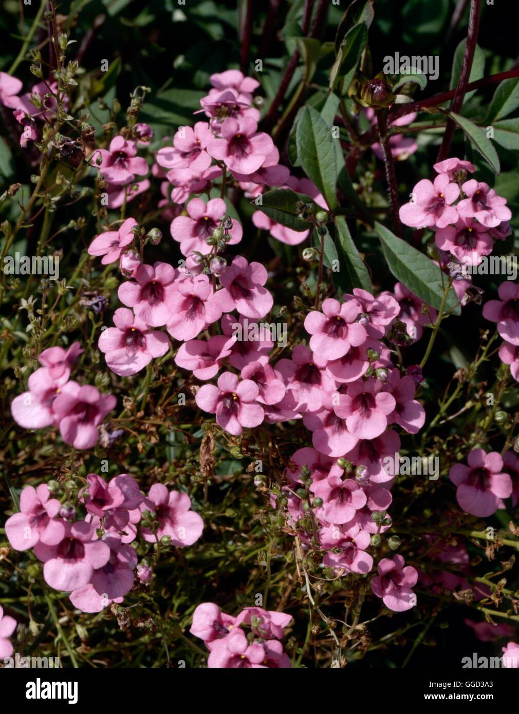 Diascia hi-res stock photography and images - Alamy