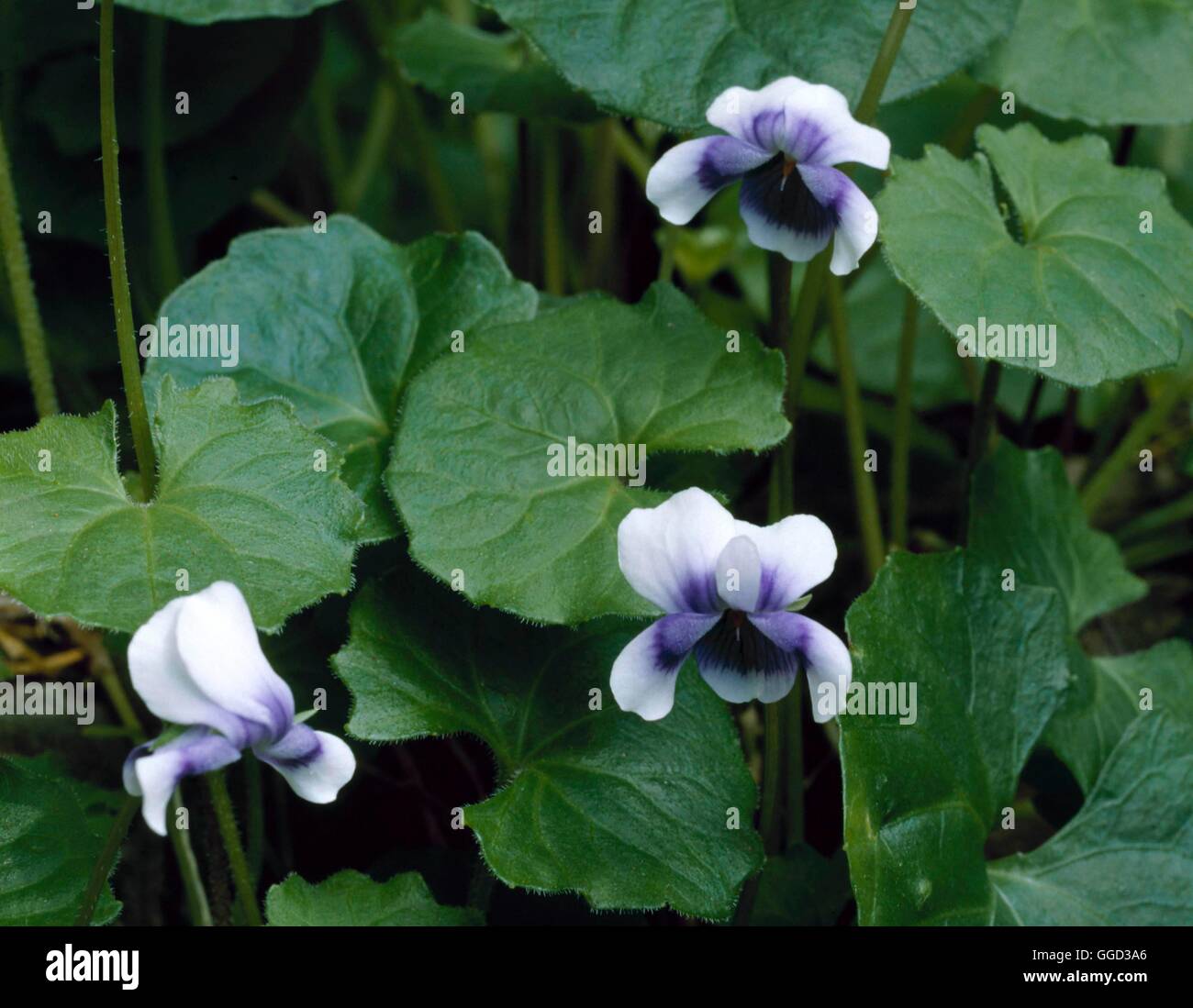 Viola hederacea ALP078534 Stock Photo - Alamy