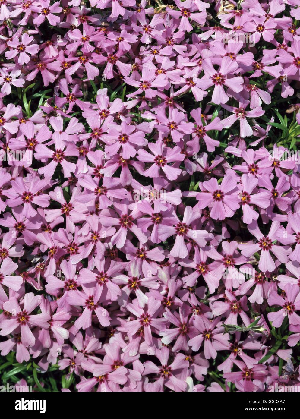 Phlox subulata - `Emerald Pink' ALP078891 Stock Photo - Alamy