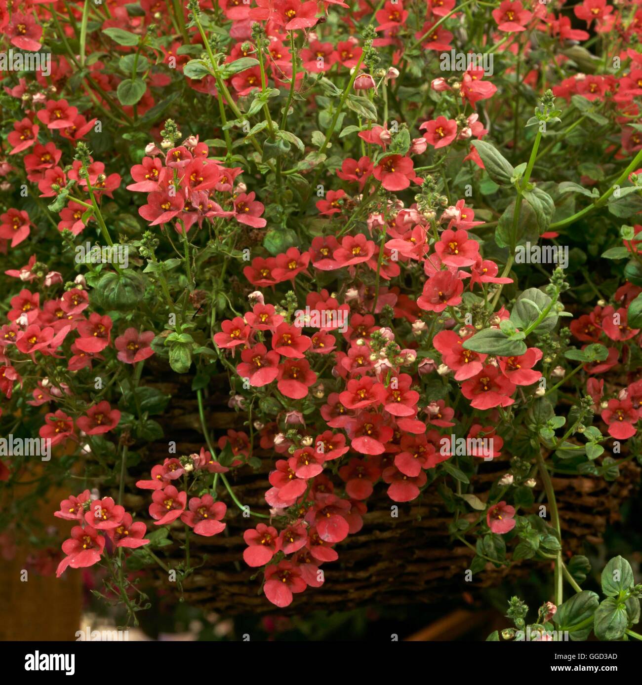 Alp083777 hi-res stock photography and images - Alamy