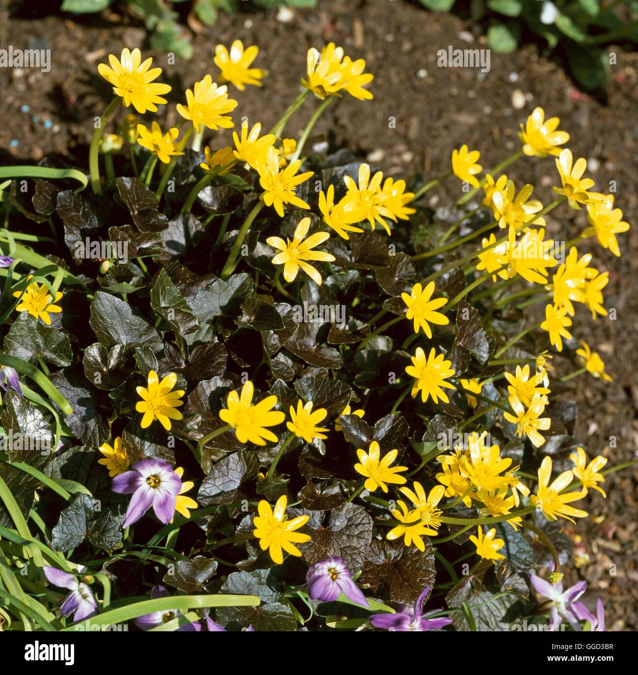 Ranunculus ficaria - 'Brazen Hussy' ALP107908 Stock Photo - Alamy