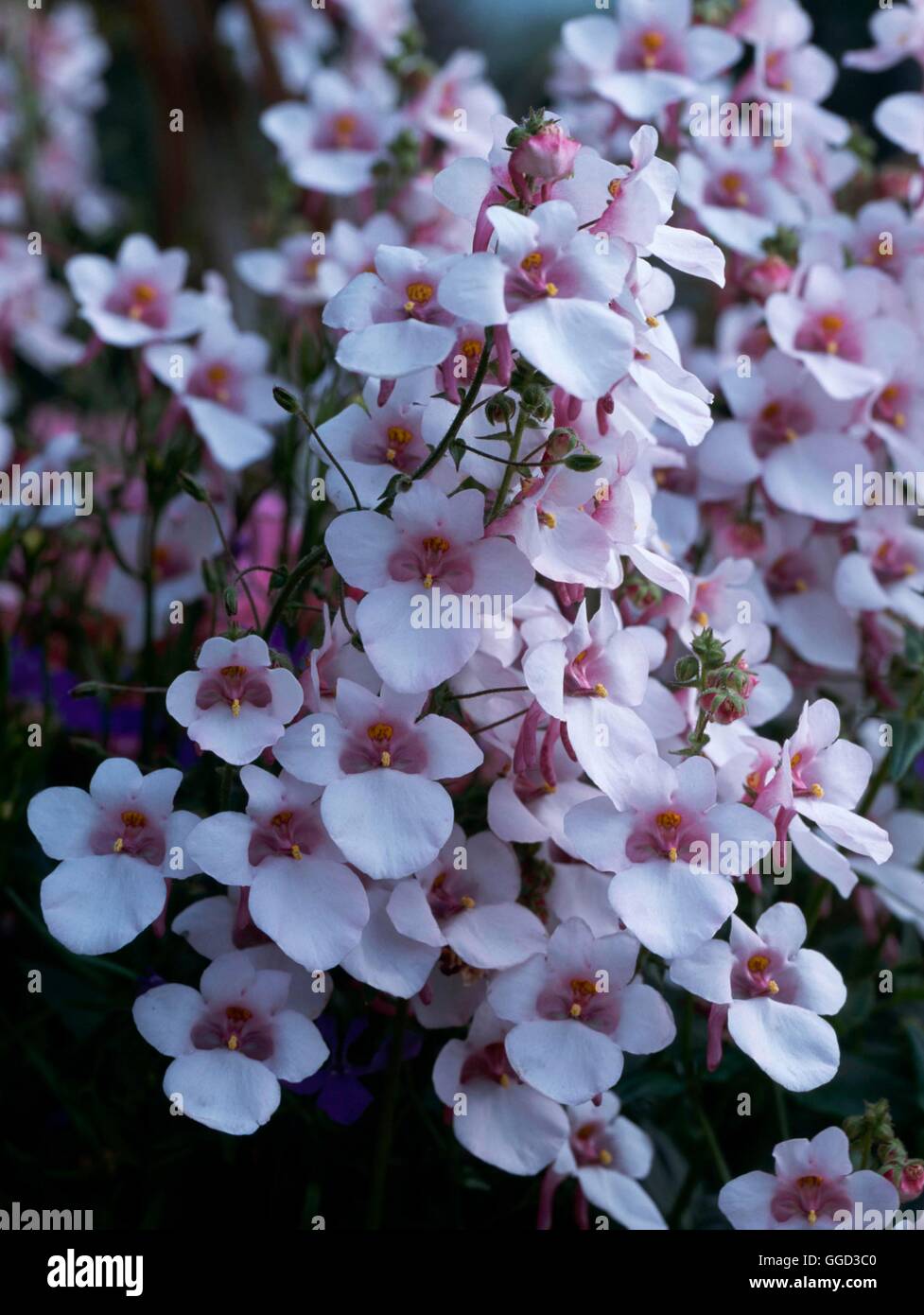 Diascia hi-res stock photography and images - Alamy