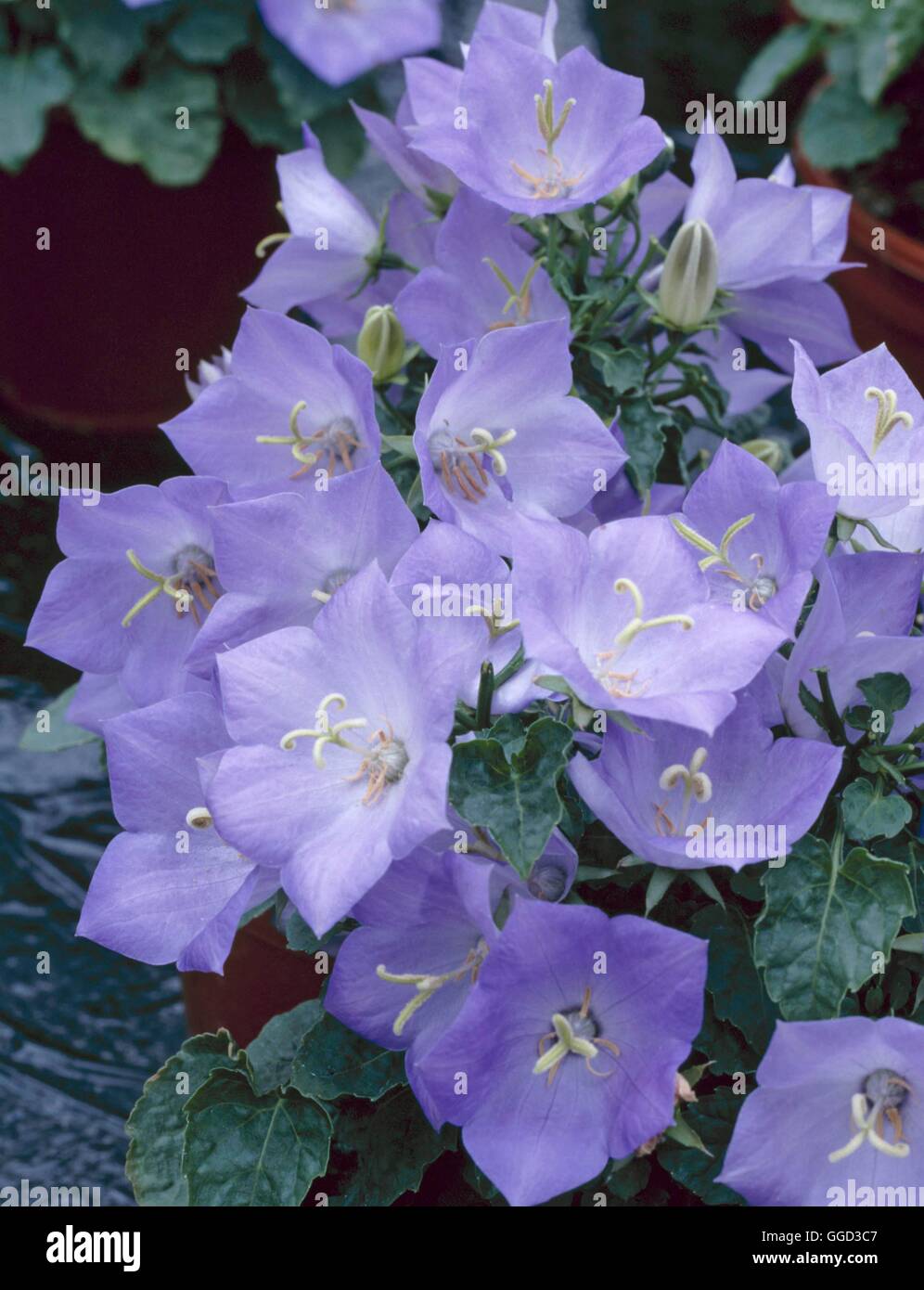 Campanula carpatica - F1 'Bliss Blue' ALP110587 Stock Photo - Alamy