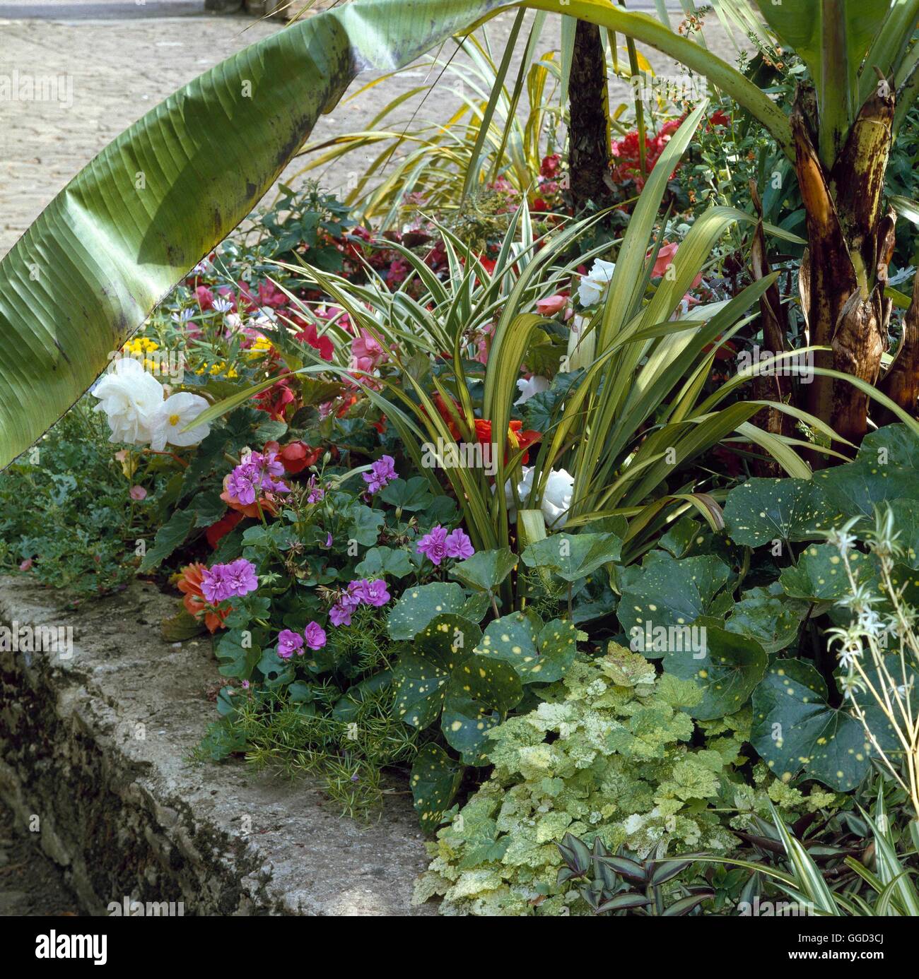 Annual Bedding - of tender Perennials including Musa Phormium Begonia ...