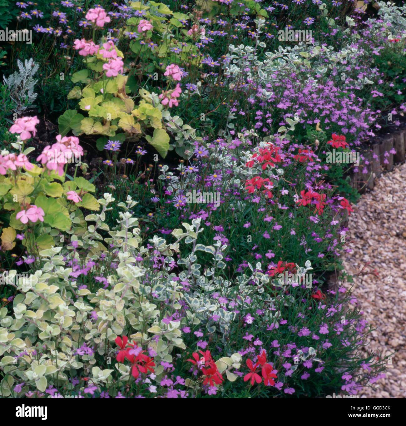 Geraniums lobelia hi-res stock photography and images - Alamy