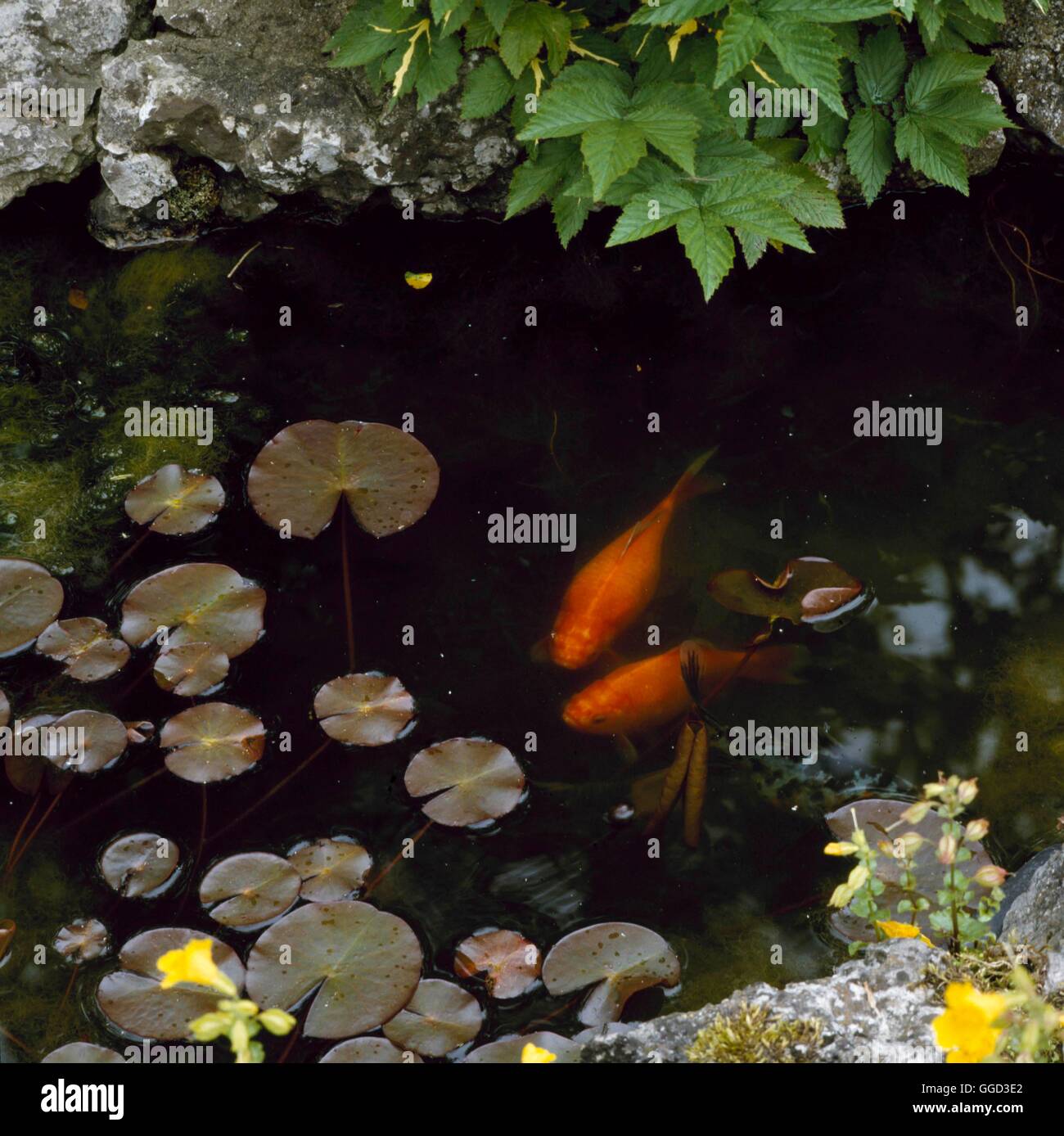 Goldfish pond not koi hi-res stock photography and images - Alamy