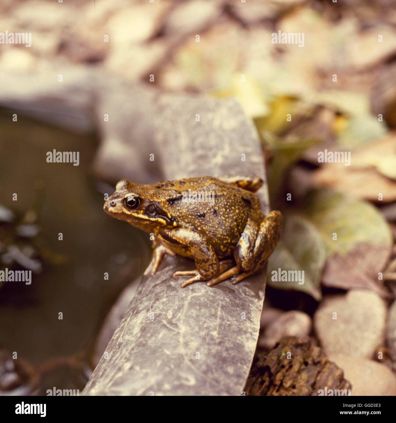 Common_frog hi-res stock photography and images - Alamy