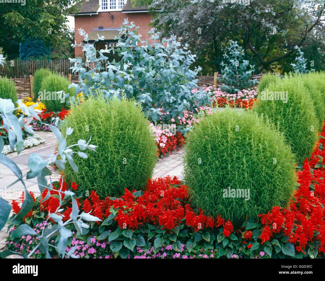 Bassia scoparia - f. childsii as a 'dot' plant ANN003137 Stock Photo ...