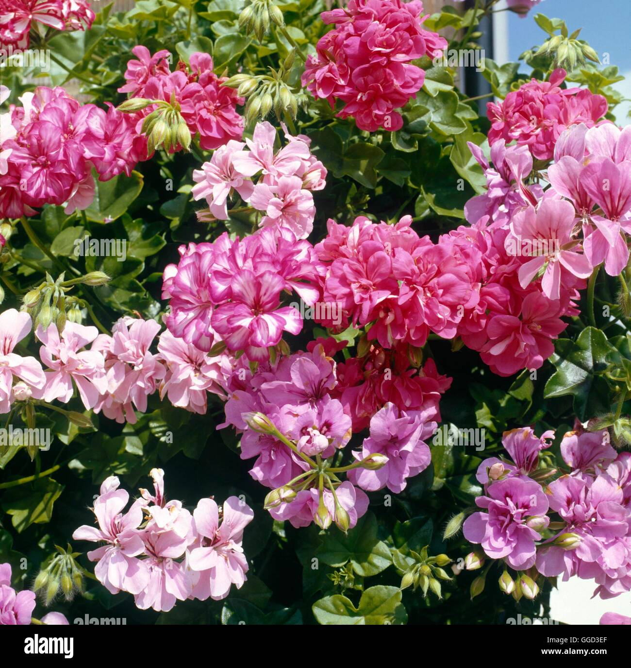 Pelargoniums mixed hi-res stock photography and images - Alamy
