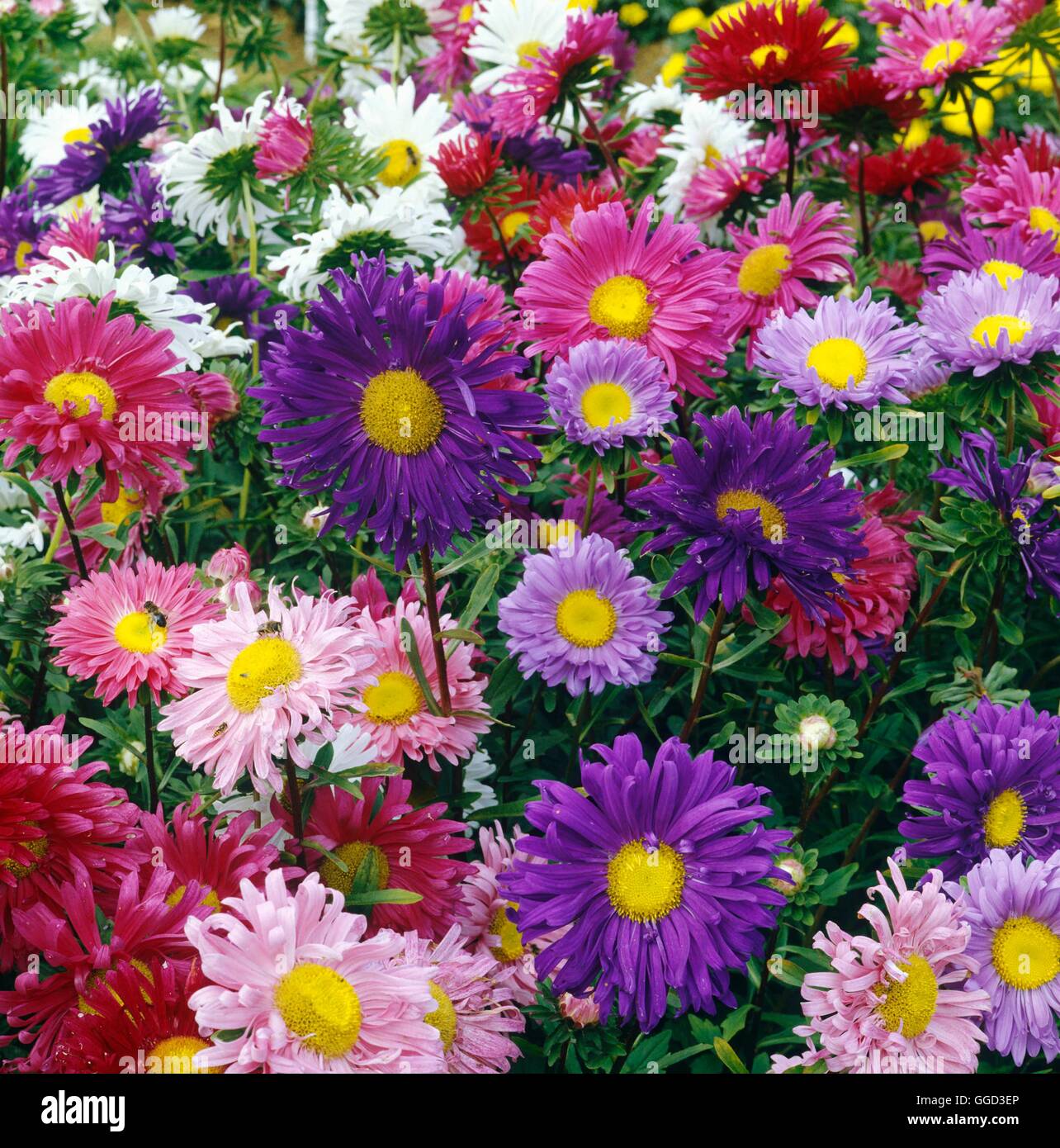 Aster madeleine hi-res stock photography and images - Alamy