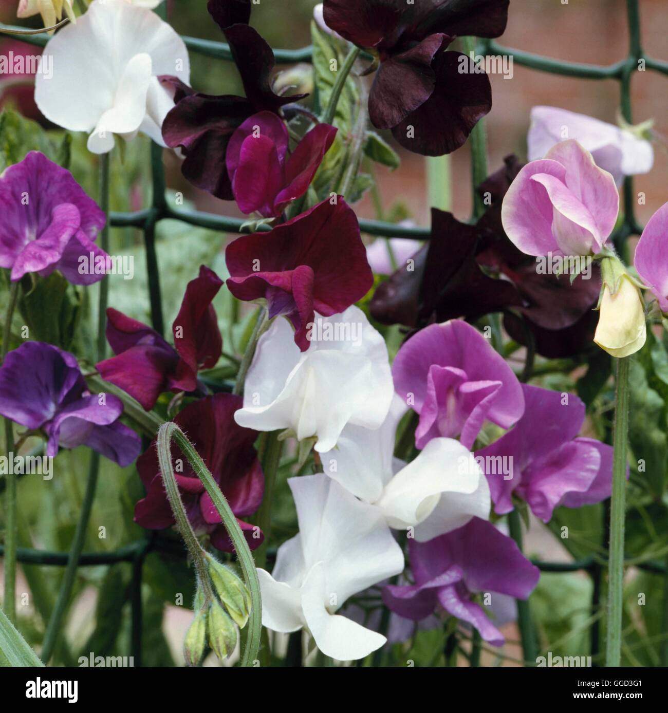 Mesh peas hi-res stock photography and images - Alamy