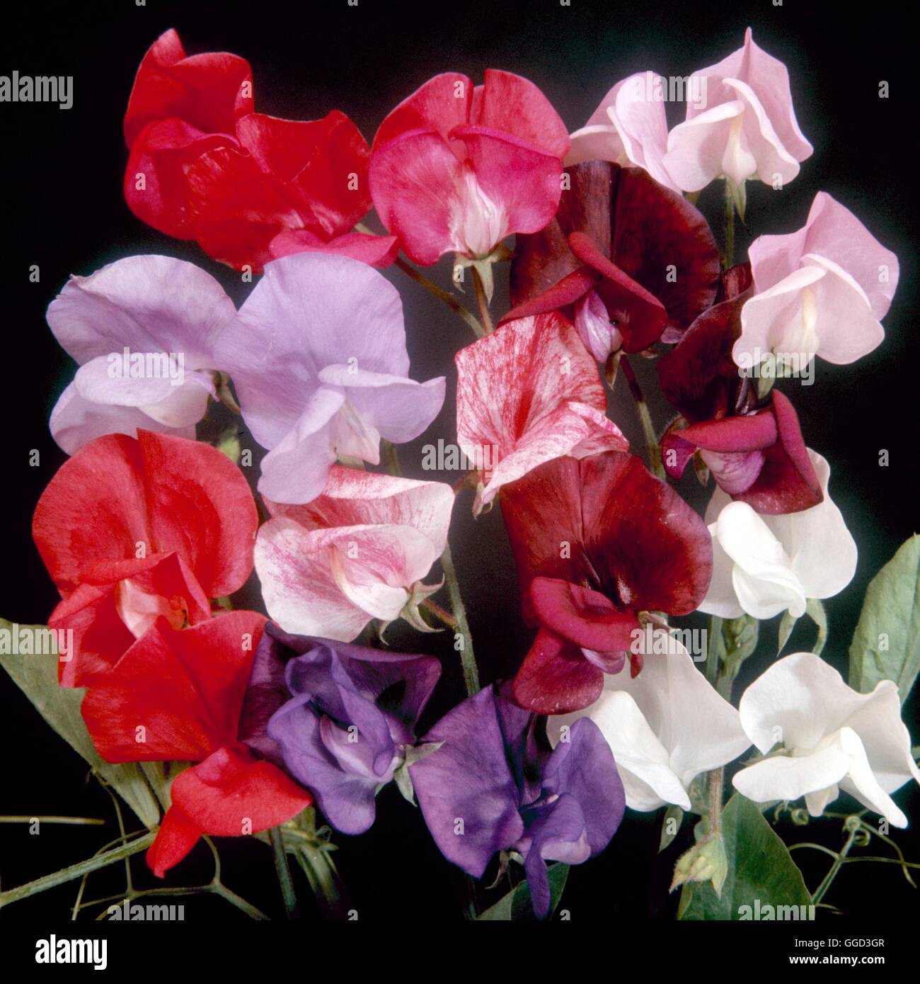Sweet Peas - `Old Fashioned Mixed' - (Lathyrus) ANN029719 Stock Photo ...