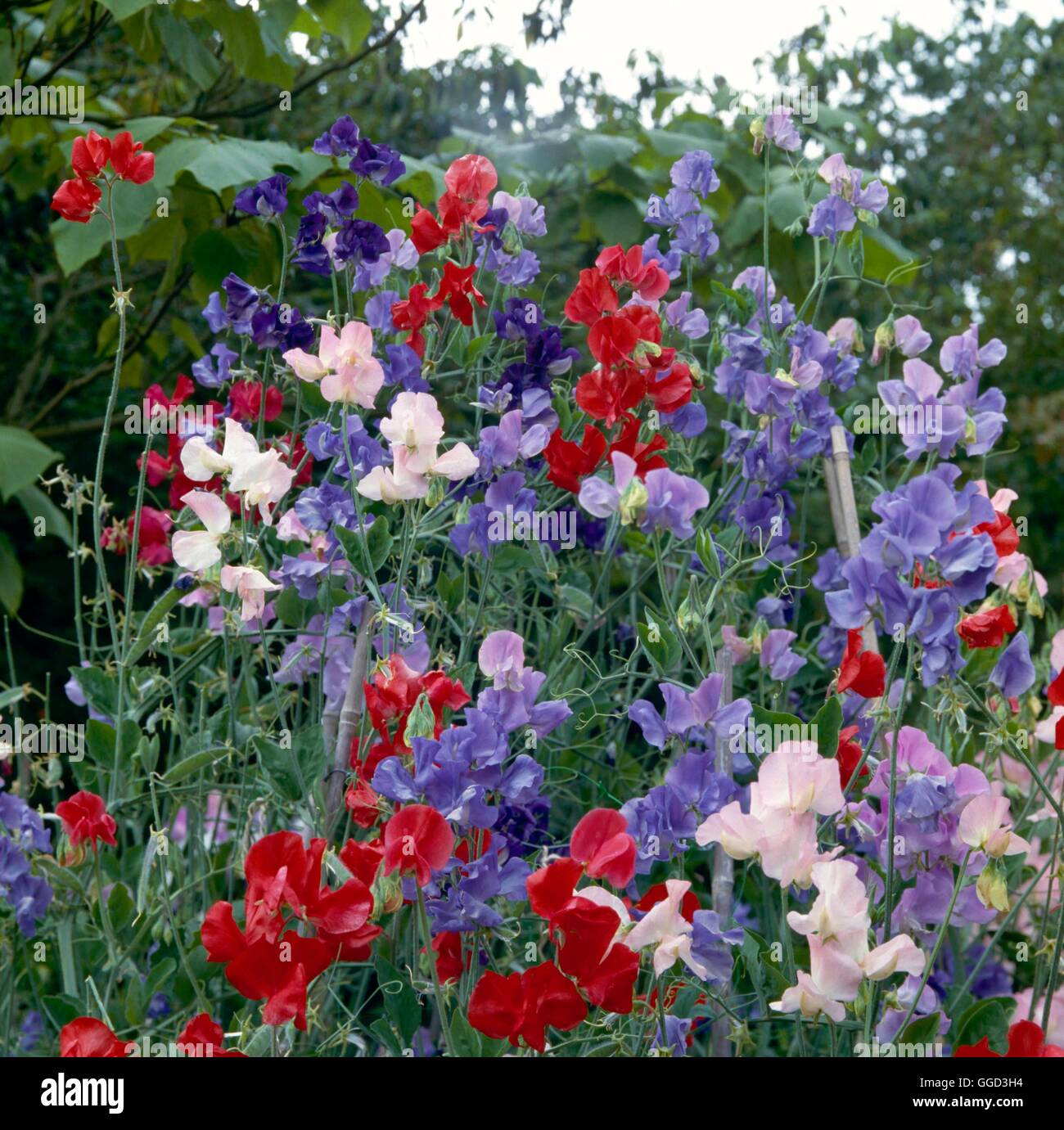 Annual climber hi-res stock photography and images - Alamy