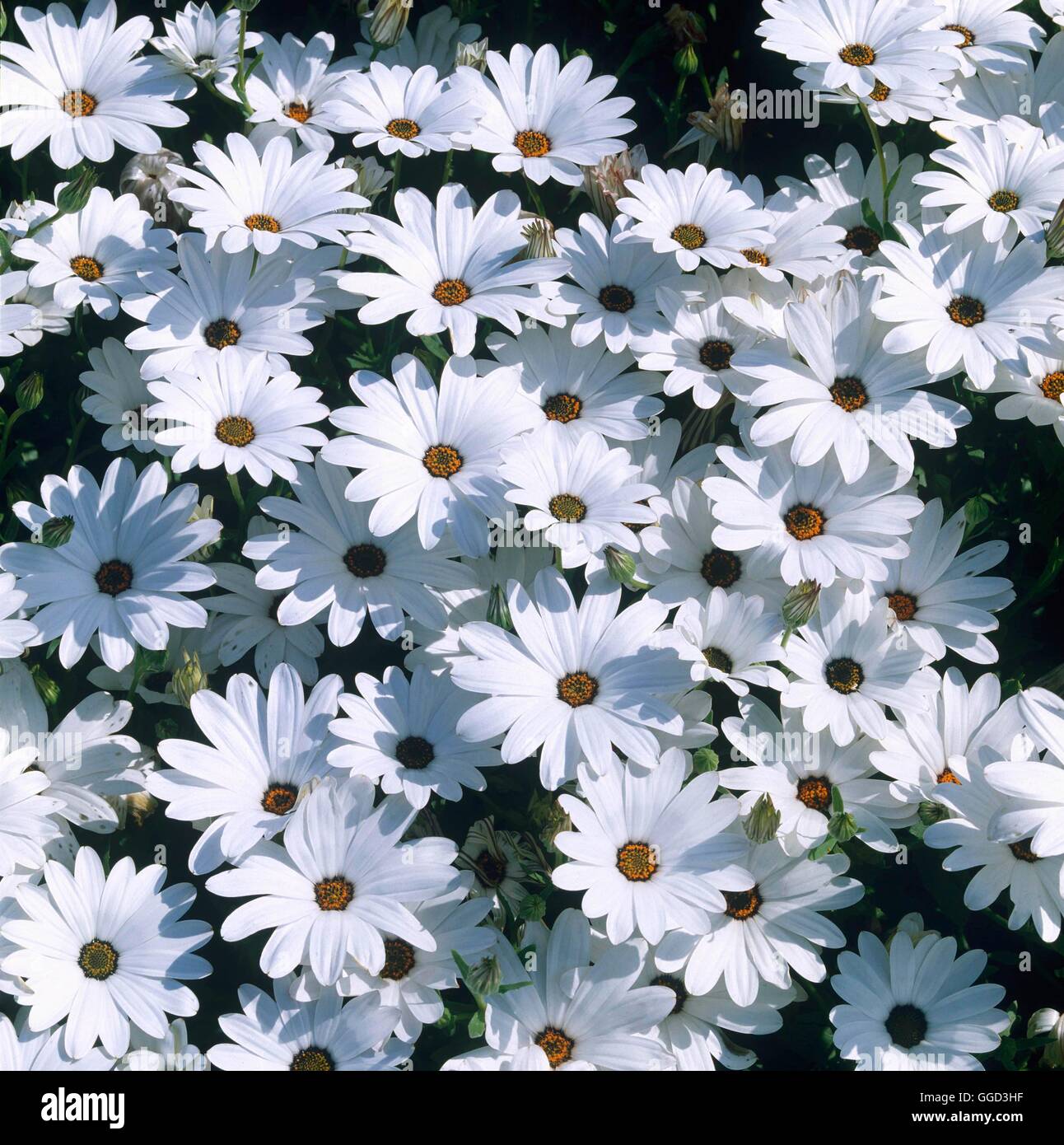 Dimorphotheca sinuata - `Glistening White' ANN036414 Stock Photo - Alamy
