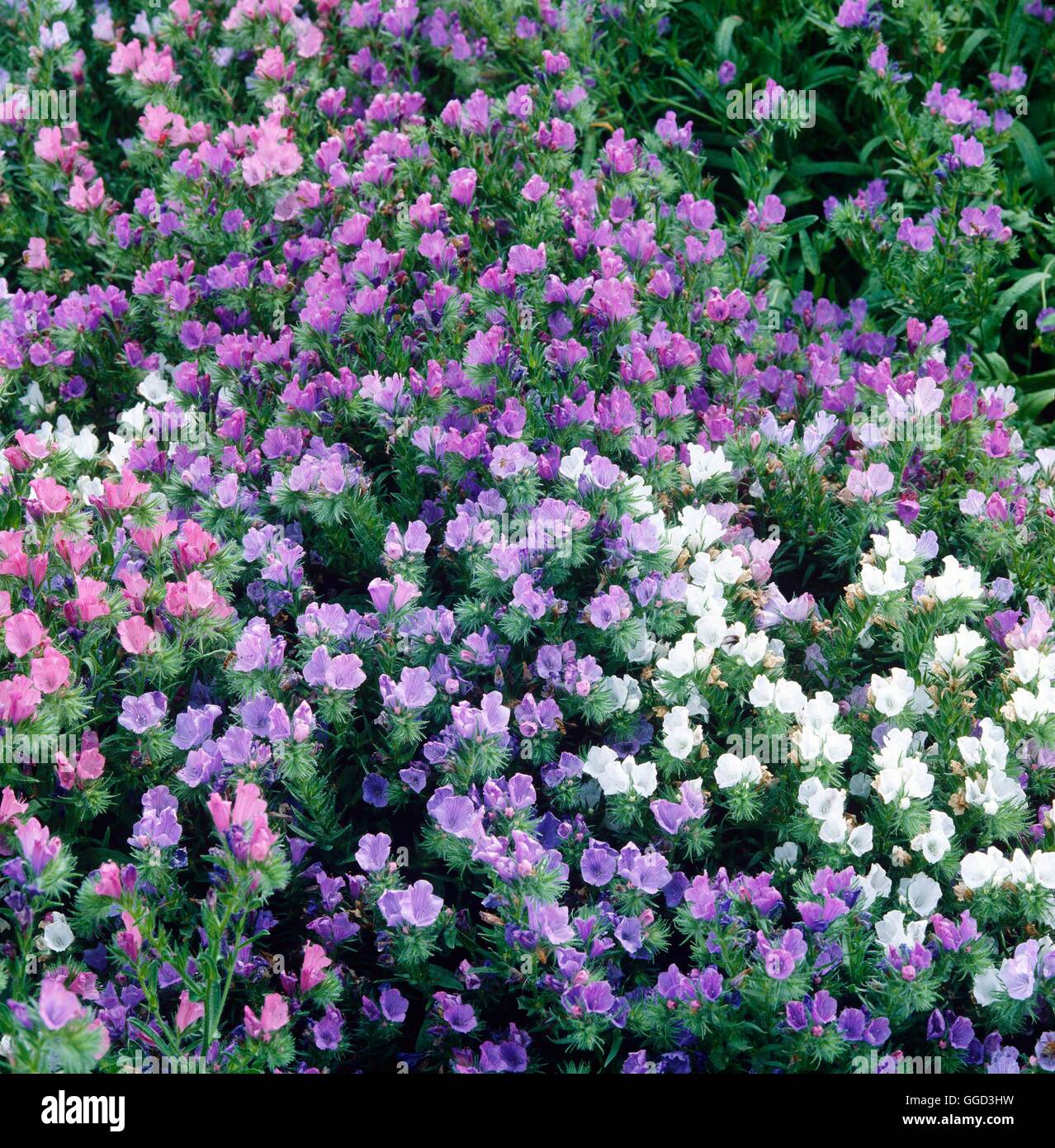 Echium plantagineum - `Dwarf Hybrids' ANN038541 Stock Photo - Alamy