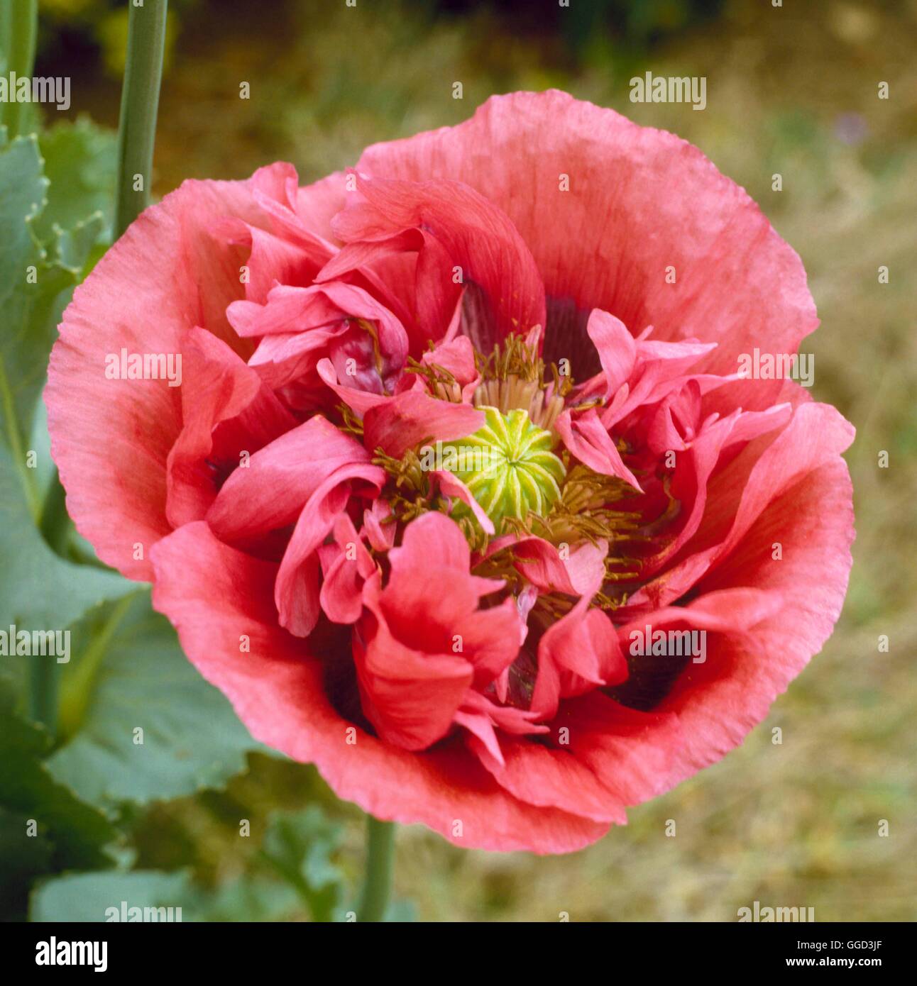 Papaver somniferum opium poppy hi-res stock photography and images - Alamy