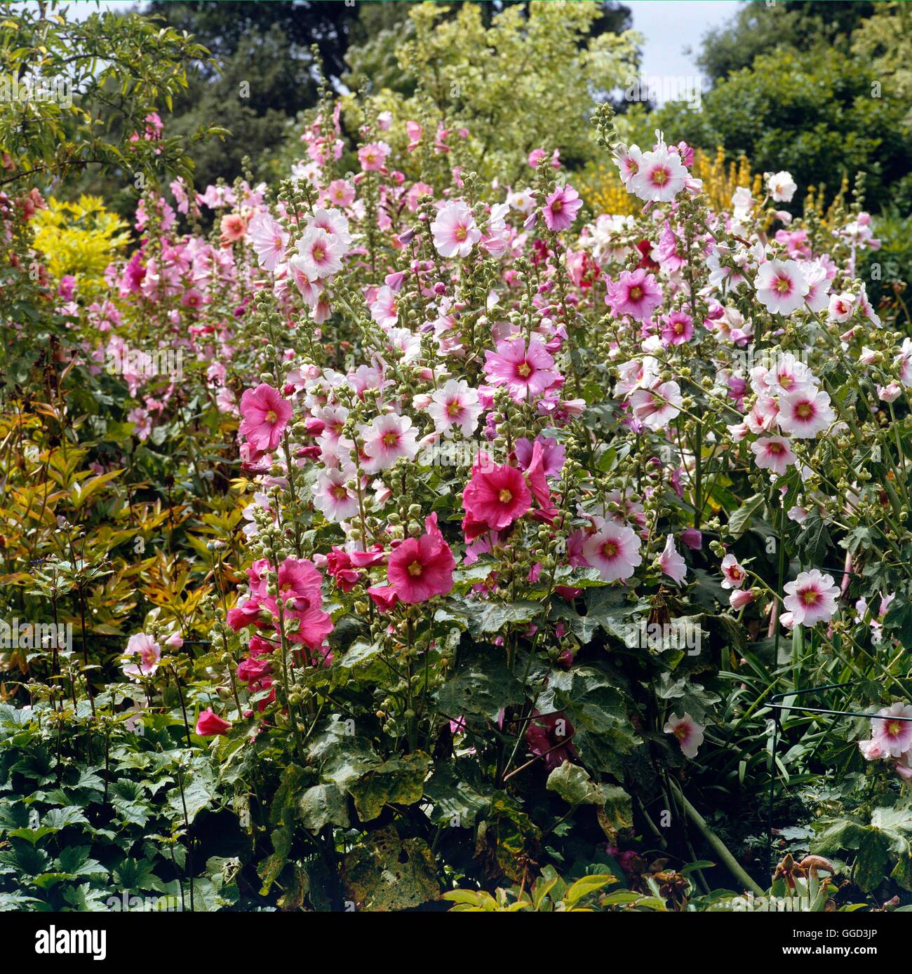 Hollyhocks - mixed (Alcea rosea) ANN044599 Stock Photo - Alamy