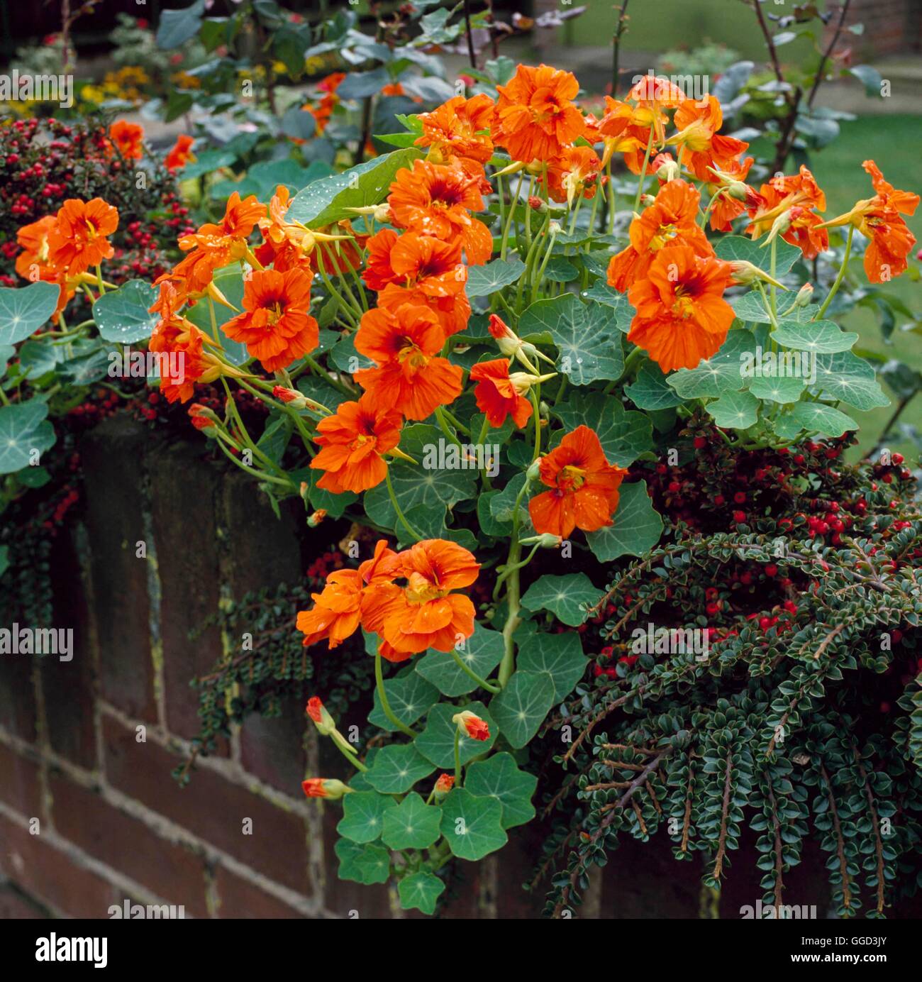 Nasturtium - (Tropaeolum majus) ANN044805 Stock Photo - Alamy
