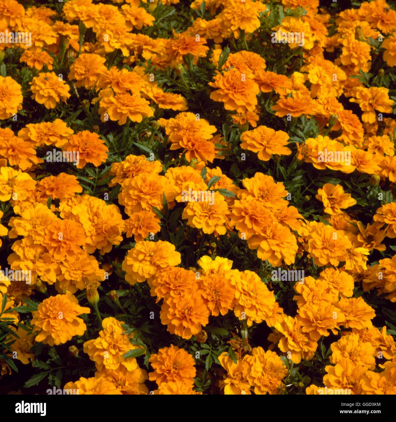 Marigold jacket hi-res stock photography and images - Alamy