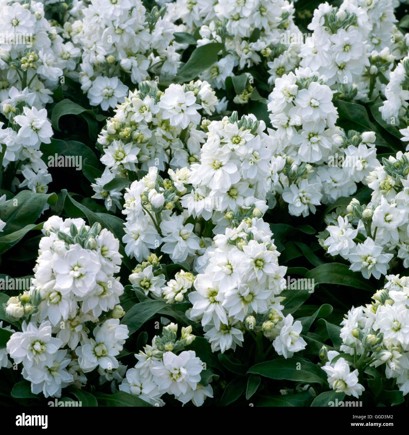 Stock - `Cinderella White'- - (Matthiola incana) (Early-flowering/dwarf ...
