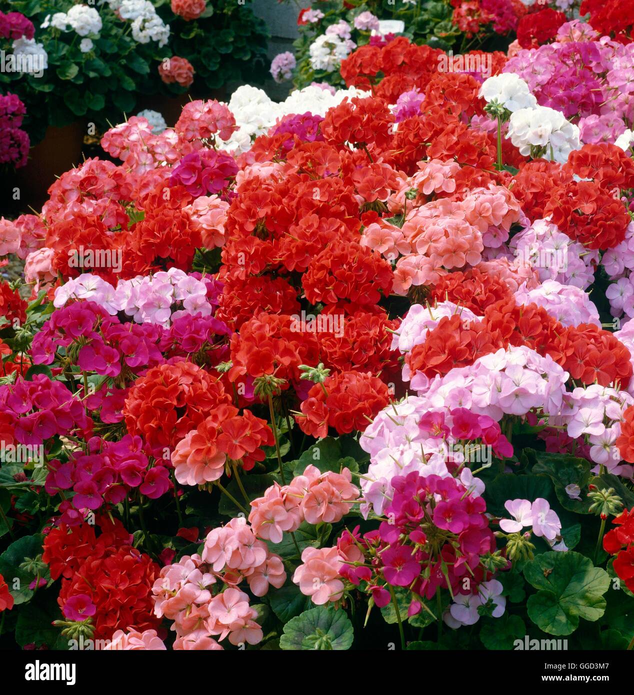 Geranium geraniums pelargoniums hi-res stock photography and images - Alamy