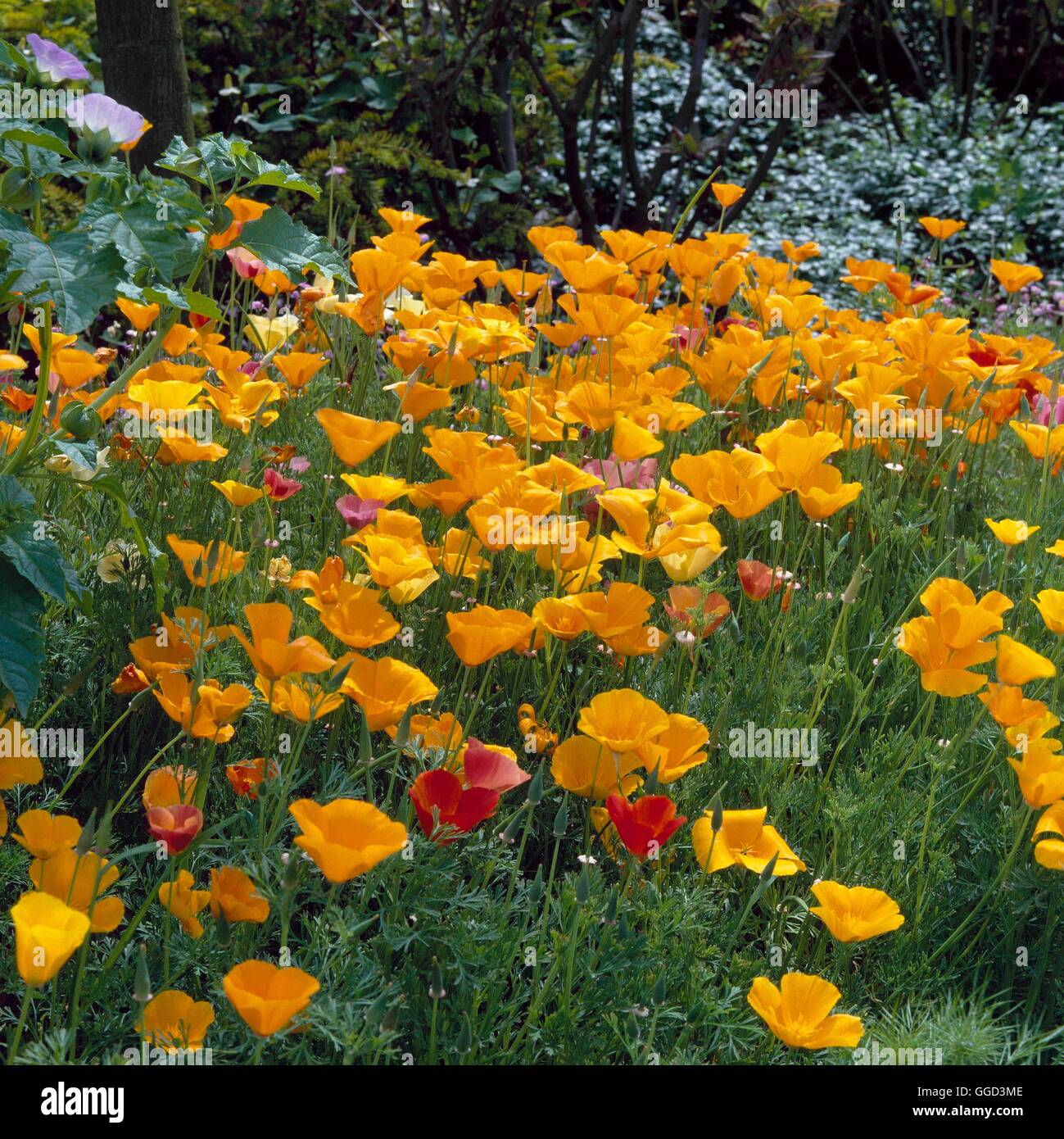 Eschscholzia californica - `Mission Bells' ANN049489 Stock Photo - Alamy