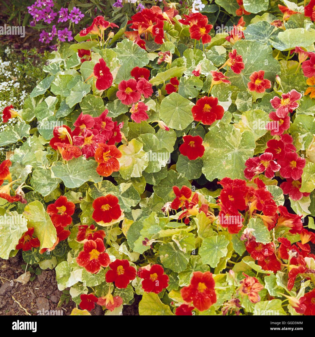 Nasturtium alaska hi-res stock photography and images - Alamy